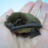 How bats optimize foraging | Physics Today | AIP Publishing