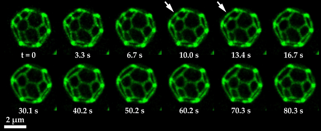 Demixing in cell membranes | Physics Today | AIP Publishing
