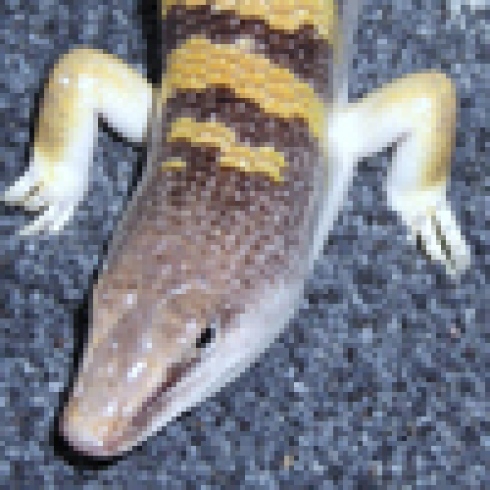 How sandfish lizards swim through sand | Physics Today | AIP Publishing