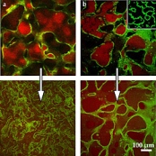 Arresting colloidal gel structures | Physics Today | AIP Publishing