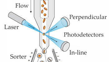 Sorting particles by shape | Physics Today | AIP Publishing