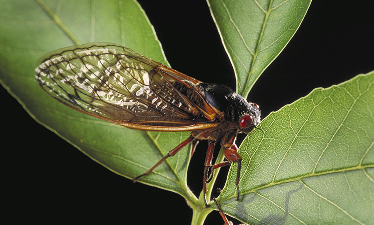 Statistical model simulates cicada surges | Physics Today | AIP Publishing