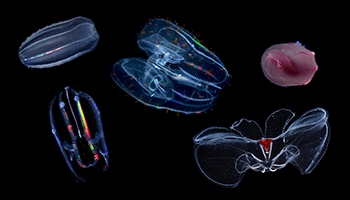 Deep-sea comb jellies’ cells are primed to withstand pressure | Physics ...
