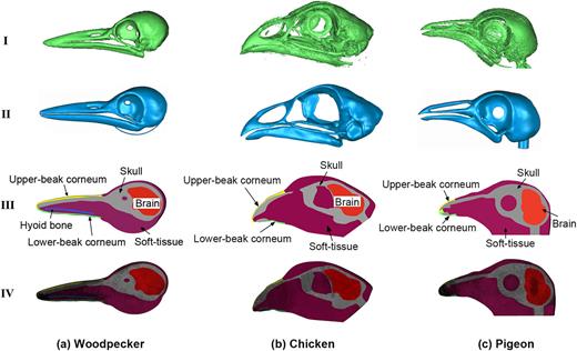 How woodpecker protects its brain from concussion during pecking ...