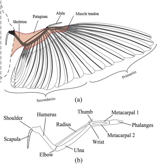 Design and experiment of a bionic flapping wing mechanism with flapping–twist–swing motion based ...