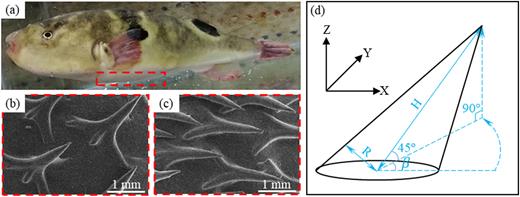 Numerical analysis of drag reduction characteristics of biomimetic puffer skin: Effect of spinal ...