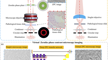 Deep learning virtual Zernike phase contrast imaging for singlet ...