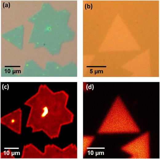 The origin of edge-enhanced second harmonic generation in monolayer ...