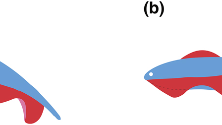 The hydrodynamic effects of undulating patterns on propulsion and ...