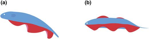 The hydrodynamic effects of undulating patterns on propulsion and ...