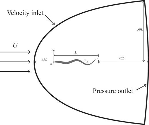 The hydrodynamic effects of undulating patterns on propulsion and ...