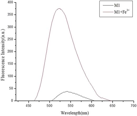 Construction and application of M1 iron ion fluorescence system based ...