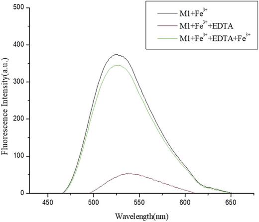 Construction and application of M1 iron ion fluorescence system based ...