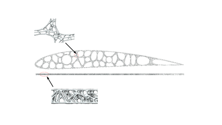 A bone structure-inspired design of bionic wing rib | AIP Advances ...