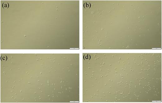 A simple antigen-antibody reaction using ultrasmall FeCo nanoparticles ...