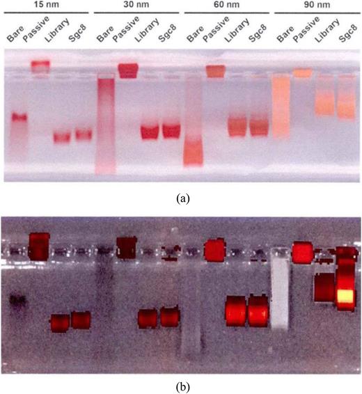 Synthesis of polyethylene glycol gel-modified gold nanoparticles for ...