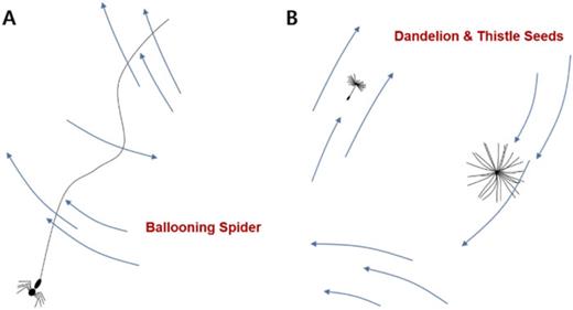 Suspension of a point-mass-loaded filament in non-uniform flows ...