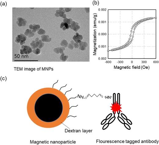 External magnet-guided targeted delivery and tissue distribution ...