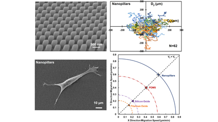 Cell migration behavior regulation by nanopillars and oxide coating ...