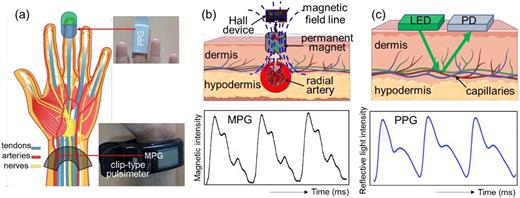 Characteristics of blood flow velocity in the radial artery and finger ...