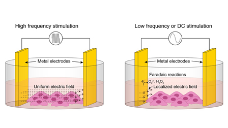 High capacitance freestanding PEDOT:PSS electrodes for low-frequency ...