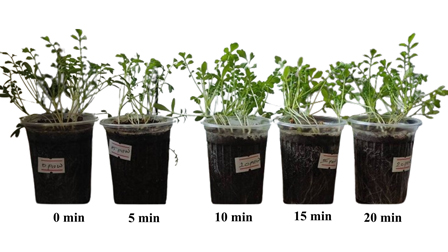 Impact of plasma-activated water on germination, growth, and production ...