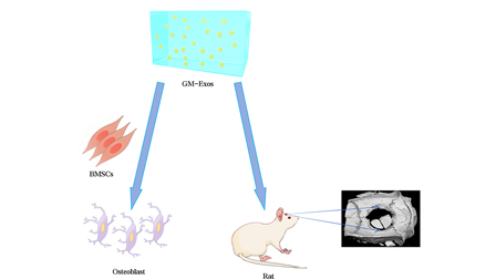 Enhanced repair of osteoporotic bone defects through gelatin ...