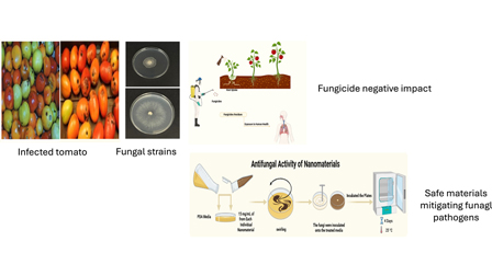 Employing algal extract for the fabrication of bimetallic nanoparticles ...