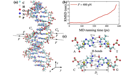 Force-induced unzipping of double-stranded DNA: An all-atom molecular ...