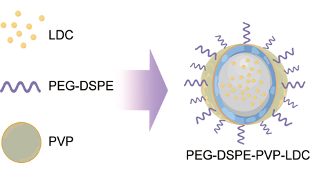 Preparation and evaluation of a methyl-PEG2000-DSPE-PVP-LDC ...