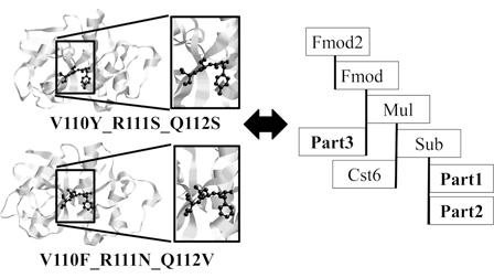 Investigation of mutations to customize structurally dynamic papain proteins for temperature ...
