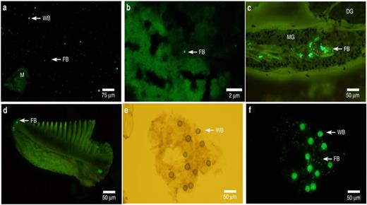 Biochar-based adsorption technologies for microplastic remediation in ...