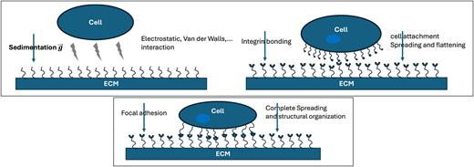 Cell adhesion and surface interactions: A comprehensive review of ...