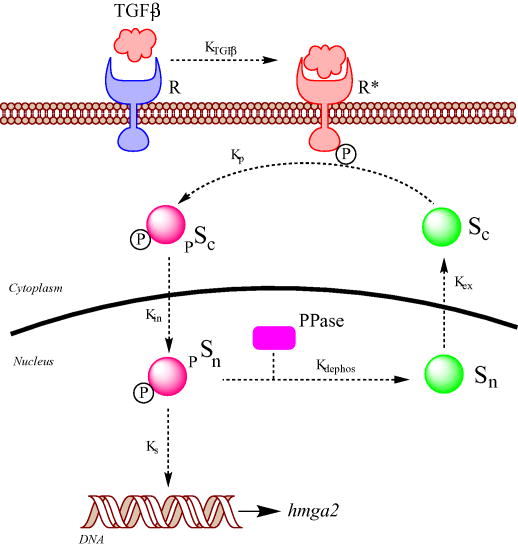 Modeling TGF-β signaling pathway in epithelial-mesenchymal transition ...
