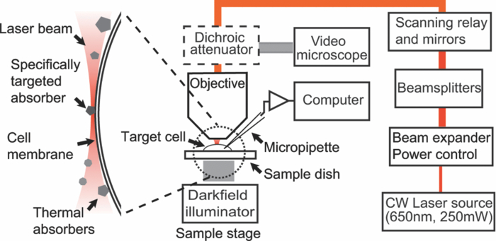 Photoactivation of neurons by laser-generated local heating | AIP ...