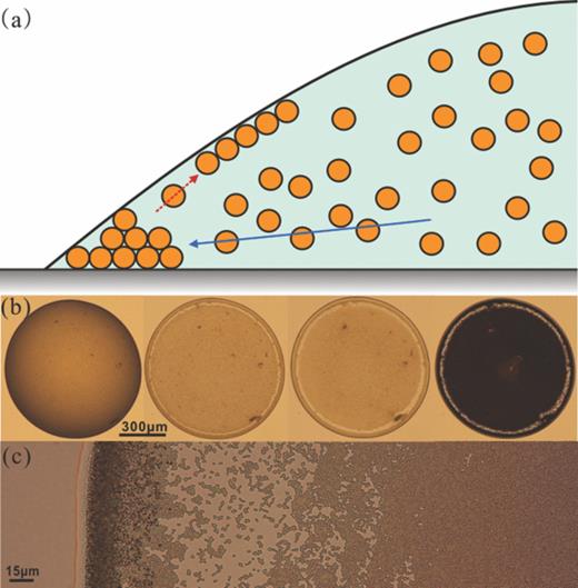 Ring formation from a drying sessile colloidal droplet | AIP Advances ...