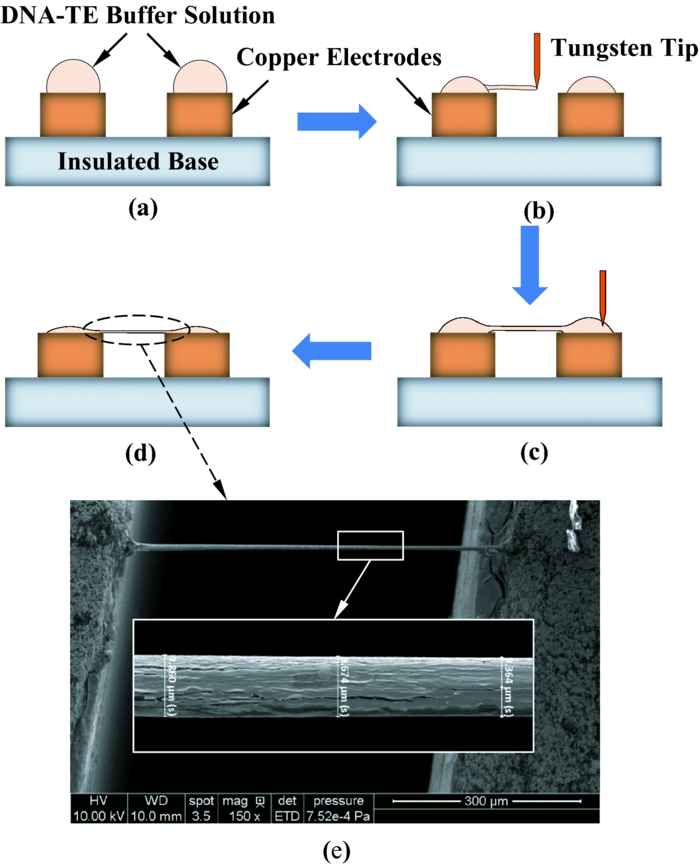 Energy transport in crystalline DNA composites | AIP Advances | AIP ...