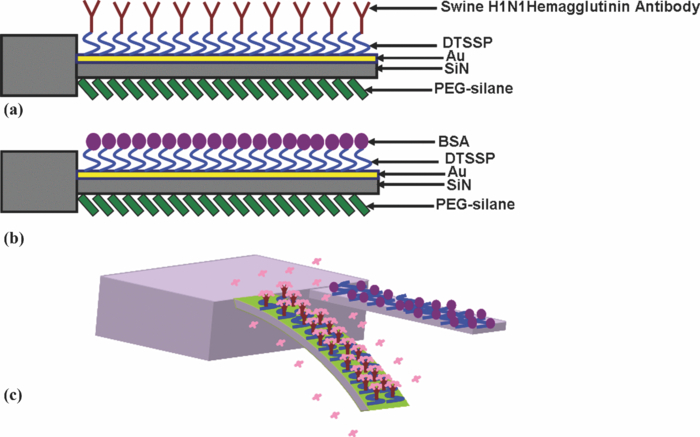 Piezoresistive measurement of Swine H1N1 Hemagglutinin peptide binding ...