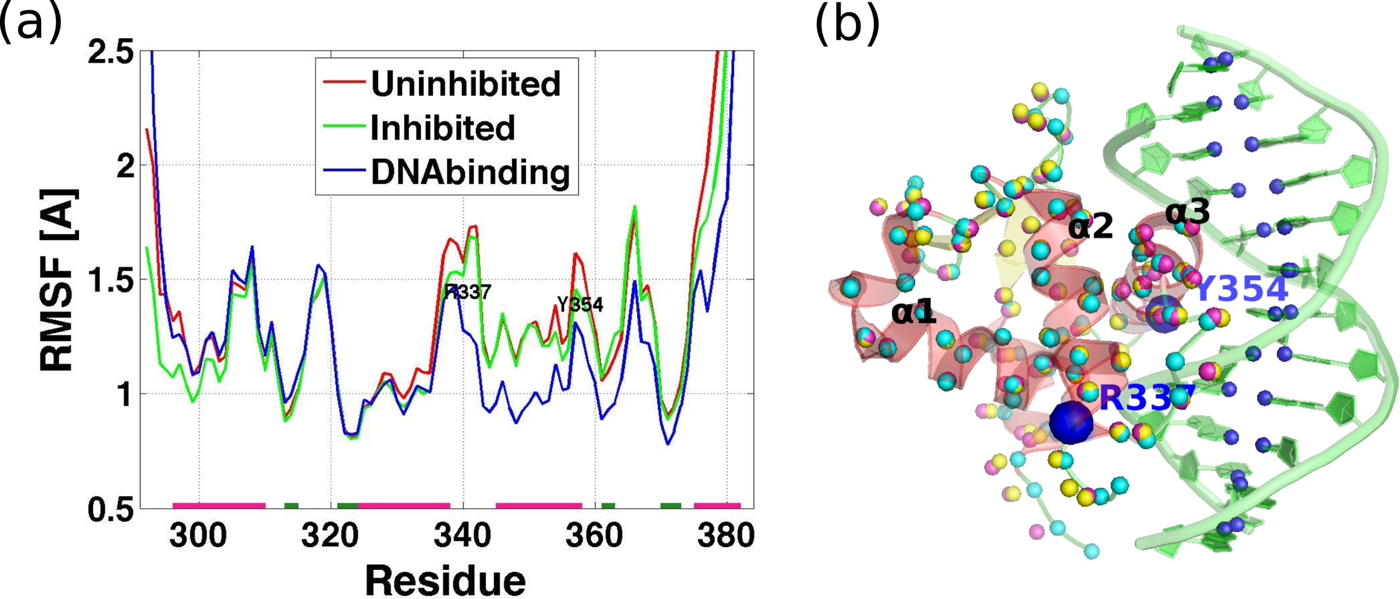 Autoinhibitory mechanisms of ERG studied by molecular dynamics ...