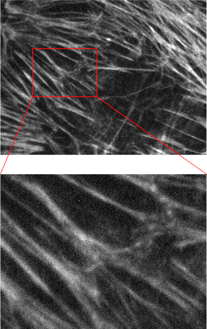 Directional bilateral filters for smoothing fluorescence microscopy ...