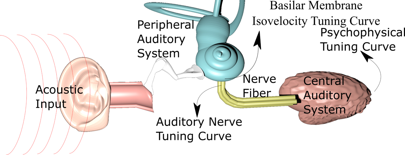 Empirical and biophysical estimations of human cochlea’s psychophysical ...