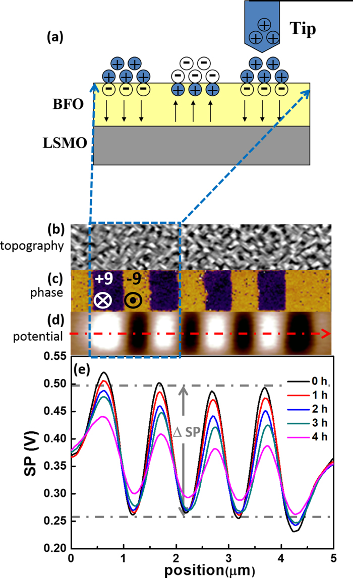 Dynamics of surface screening charges on domains of BiFeO3 films | AIP ...