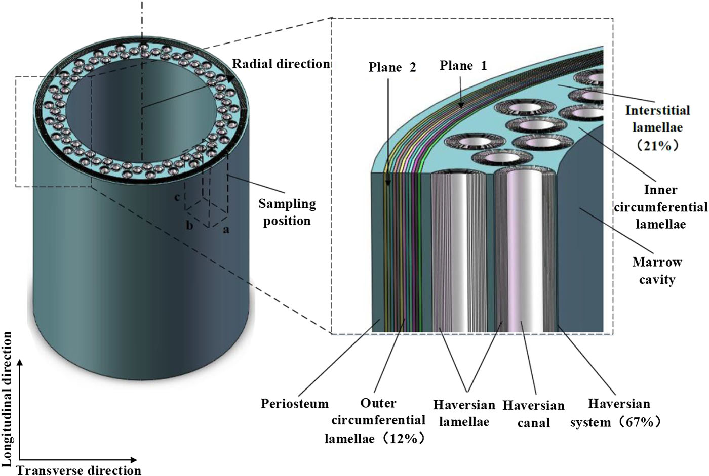Variations of mechanical property of out circumferential lamellae in ...