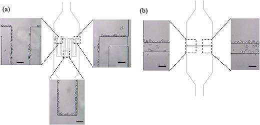 A cell sorting and trapping microfluidic device with an interdigital ...