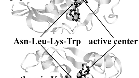 Structural analysis of peptides that fill sites near the active center ...