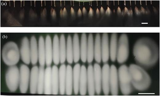 Uniform electric field enabled multi-needles electrospinning head based ...