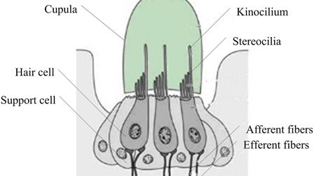 Design and analysis of a multiple sensor units vector hydrophone | AIP ...