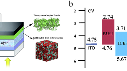 Photosystem I application in biohybrid polymer solar cells | AIP ...