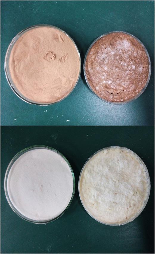 Potential uses and cementing mechanism of bio-carbonate cement and bio ...