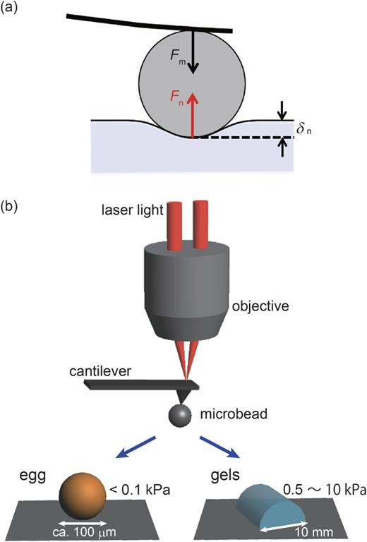 Calibrating the Young’s modulus of soft materials with surface tilt ...